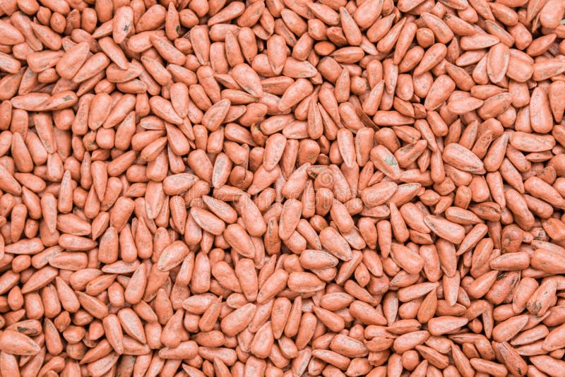 Seed Sunflower Seeds. Painted Agro Color for Sorting and Labeling Stock ...