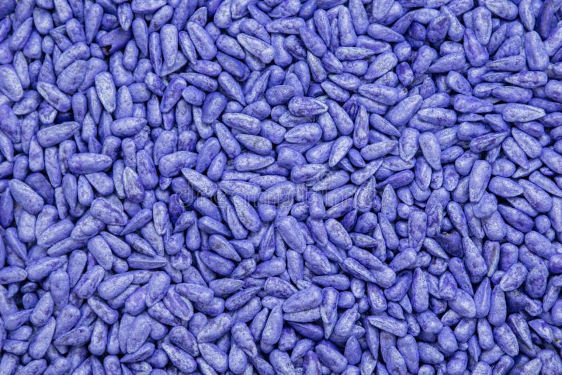 Seed Sunflower Seeds. Painted Agro Color for Sorting and Labeling Stock ...