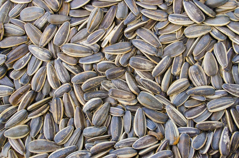 The Seed of Sunflower Texture Stock Image - Image of ageing, strength ...