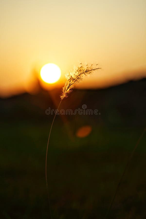 The seed in the sunset stock photo. Image of silhouette - 245176924