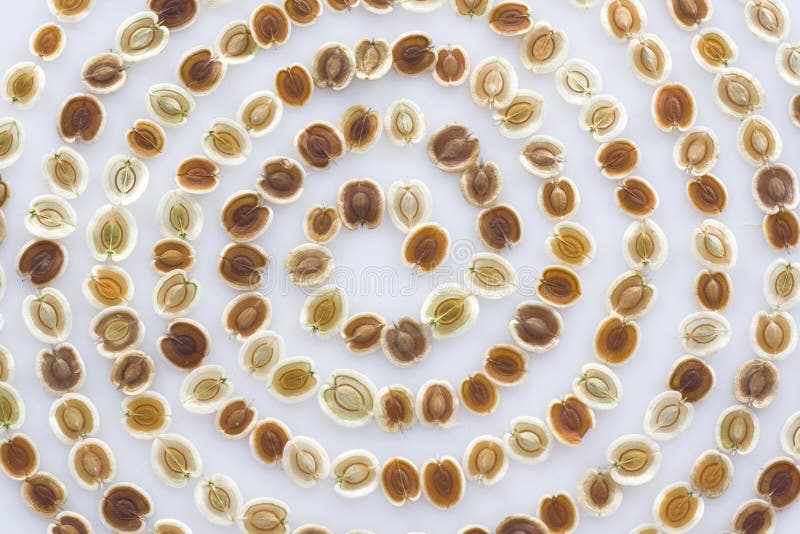 Beautiful nature stock illustration. Illustration of concept - 6685170