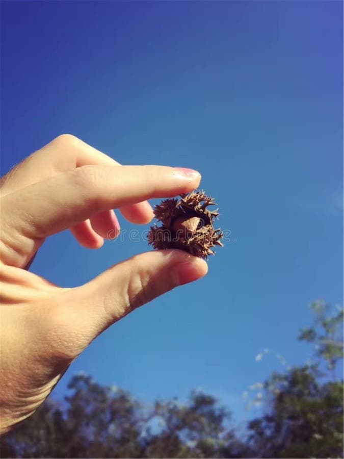 A Seed from a Tree stock photo. Image of climbing, bamboo - 172100748