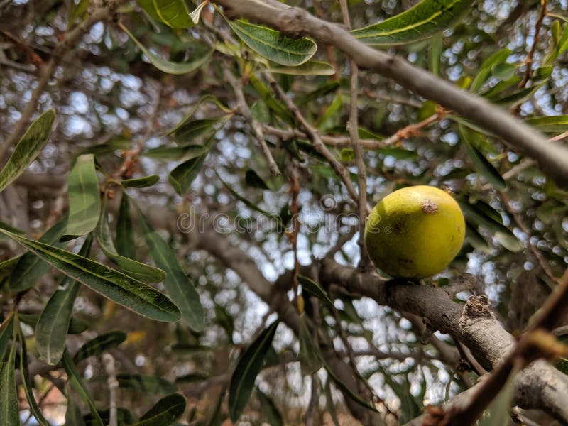 Seed of a tree stock photo. Image of tree, seed, argana - 149809936