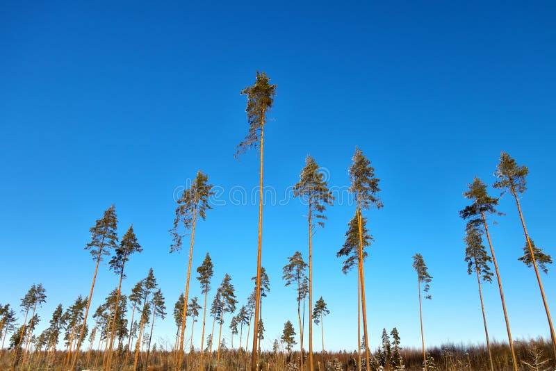 Seed tree cutting area. stock photo. Image of tree, pines - 110547600