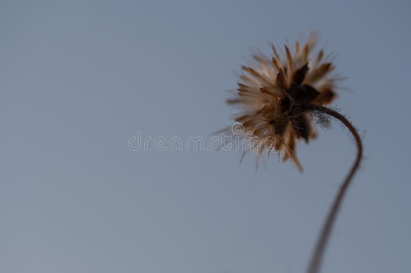 The Seed of a Tridax Daisy Flower when Withering Stock Image - Image of ...