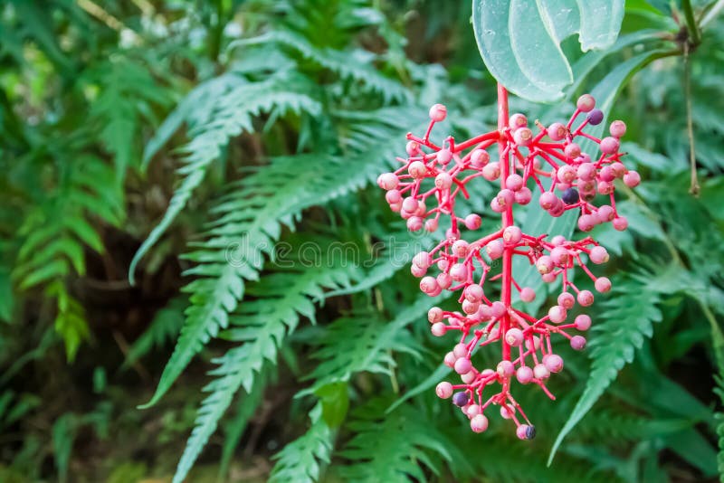 Seed of wild tree stock photo. Image of asia, background - 142400612