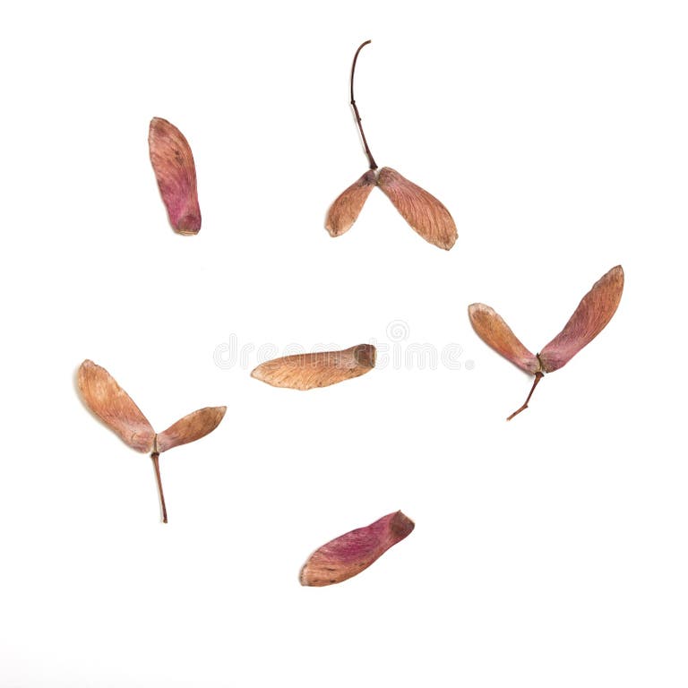 1,026 Helicopter Seed Stock Photos - Free & Royalty-Free Stock Photos ...