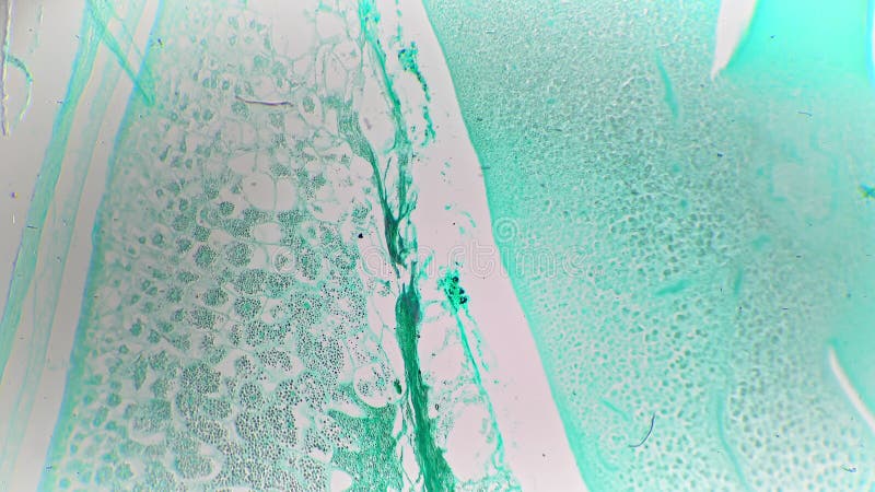 Seed of Zea Mays in Longitudinal Section Filmed in Laboratory Under ...