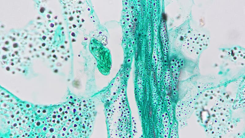 Seed of Zea Mays in Longitudinal Section Filmed in Lab Under Microscope ...