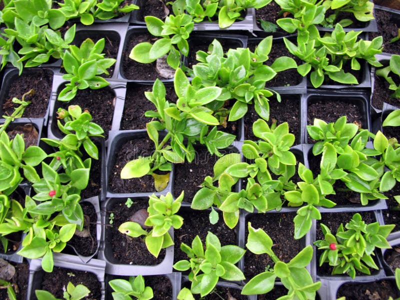 Seedbed stock photo. Image of seed, green, tree, plant - 863694