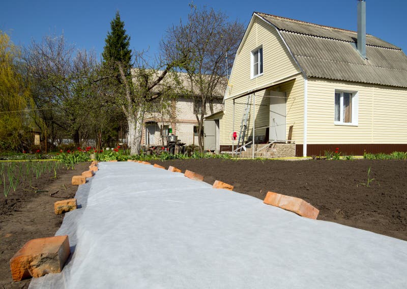 Seedbed Covered with Cover Material in the Garden Plot Stock Photo ...
