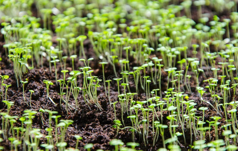 Seedbed of greens stock image. Image of cultivate, seedbed - 145492087