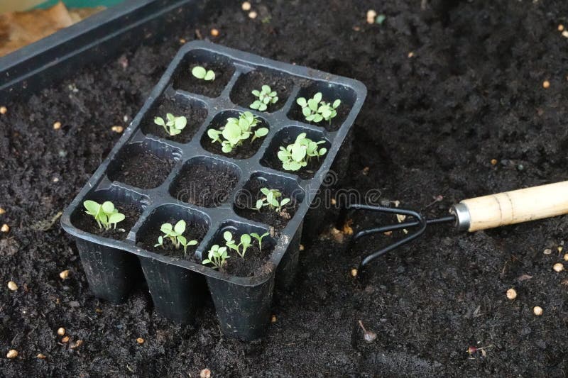 Seedbed with Small Lettuce Plants Growing in Seedlings Ready for ...