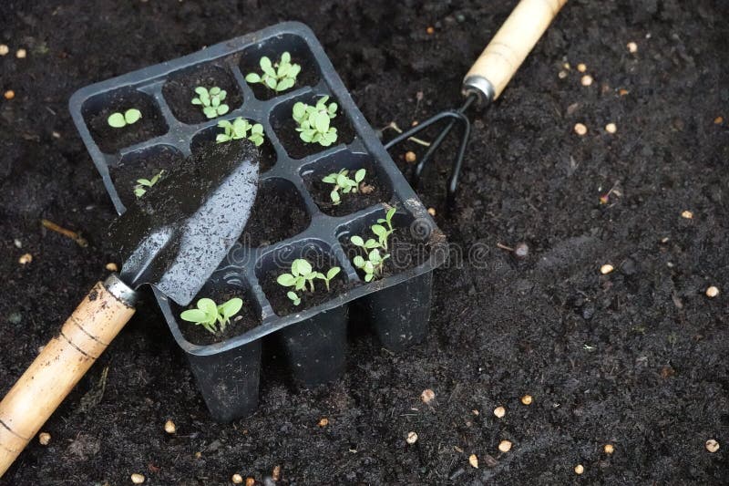 Seedbed Tools with Young Lettuce Plants Growing in Seedbed and Make Repotting Stock Image ...