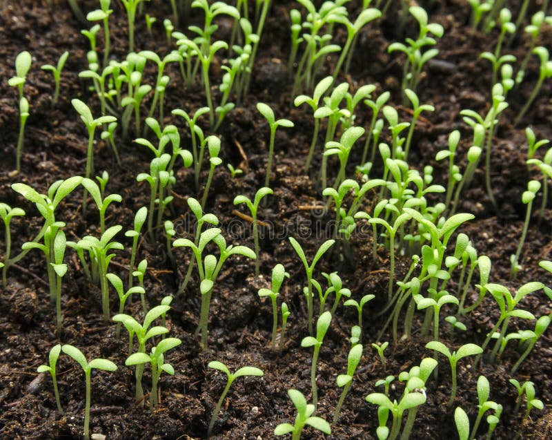 Seedbed of vegetables stock image. Image of flowing - 112450891