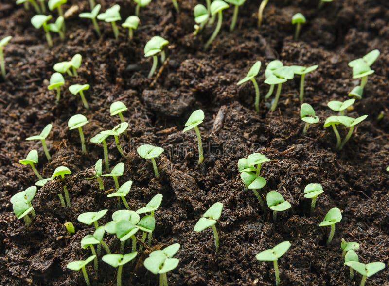 Seedbed of vegetables stock photo. Image of garden, land - 112450898