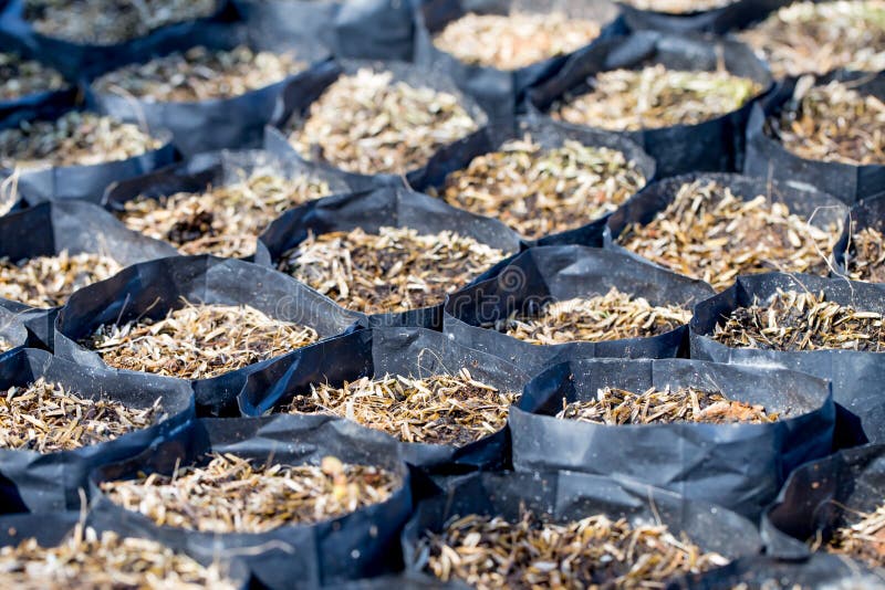 Seedbeds stock photo. Image of seedbeds, cultivation - 60194468