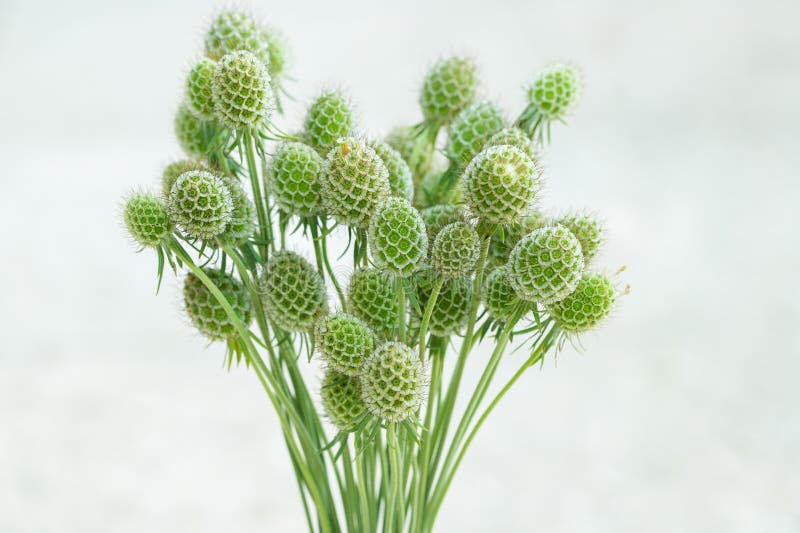 Seedhead of a Cream Scabious (Scabiosa Ochroleuca). Stock Image - Image ...
