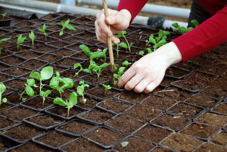 1,583 People Seeding Vegetable Stock Photos - Free & Royalty-Free Stock ...