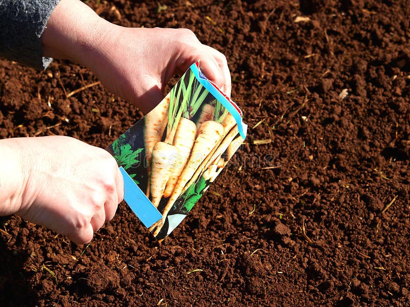 Seeding stock image. Image of food, fertility, growing - 9335777