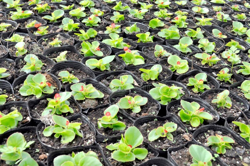 Seeding stock image. Image of greenery, closeup, plant - 18653719