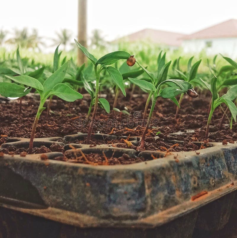 Seeding chili plants stock image. Image of farm, chili - 261845529