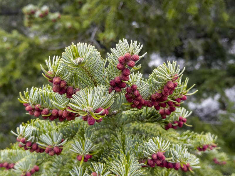 Seeding Period of the Spruce Tree in the Forest Stock Image - Image of ...