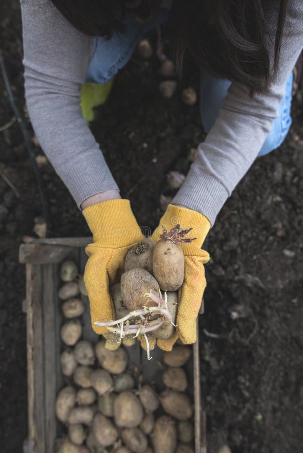 Seeding potatoes stock photo. Image of crate, root, ground - 137920862