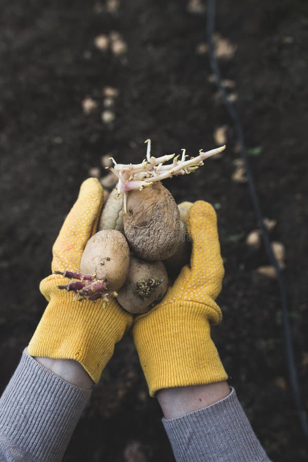 Seeding potatoes stock image. Image of root, soil, food - 137920869