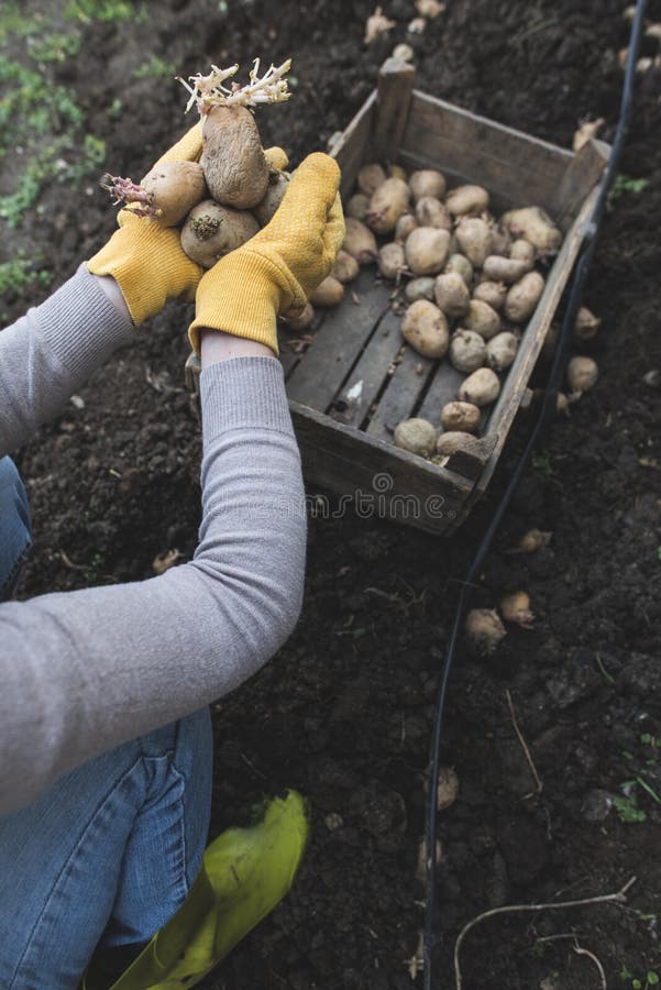 Seeding potatoes stock image. Image of produce, fresh - 137920937