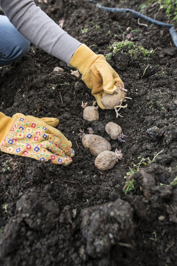 Seeding potatoes stock image. Image of natural, cultivation - 137930733