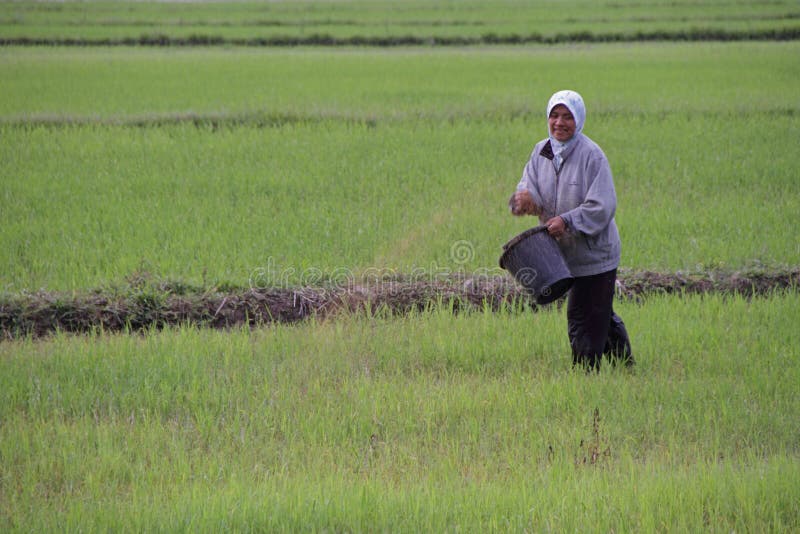 Seeding Rice editorial image. Image of rice, fields, malaysian - 15855710