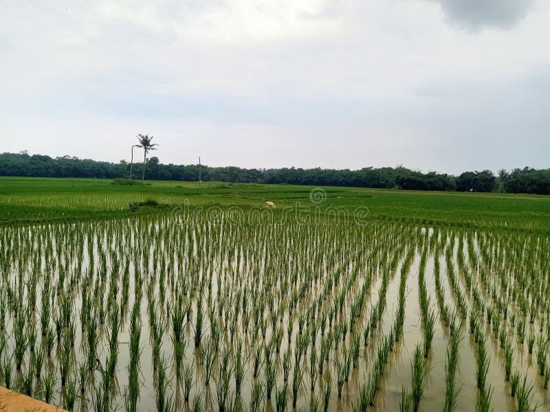 After seeding rice stock image. Image of sawah, rice - 255330927