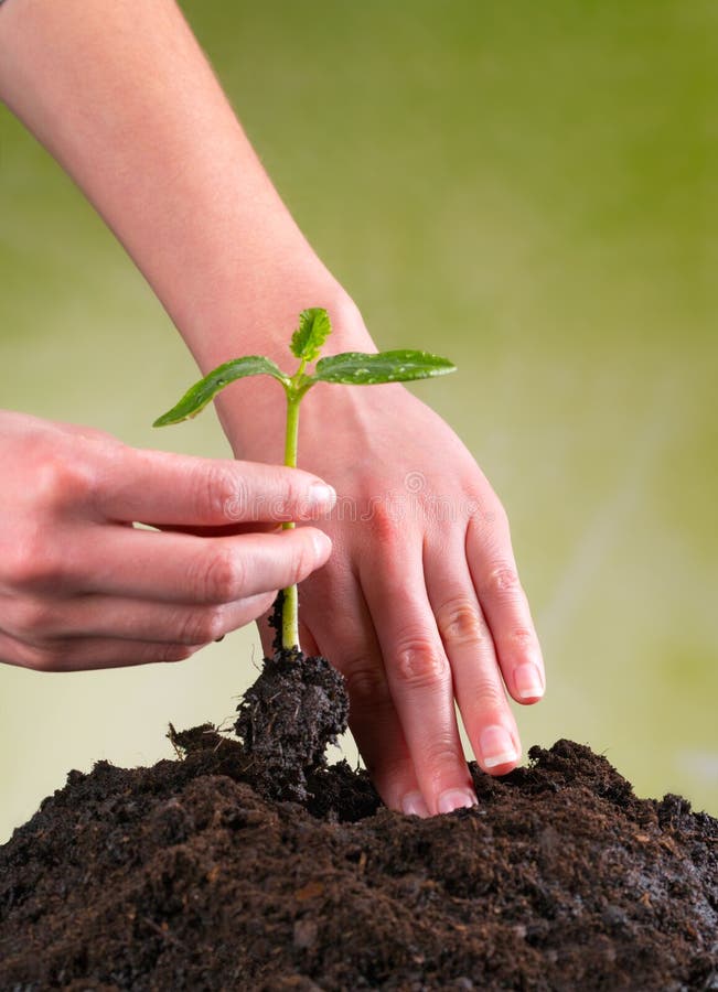 Seeding stock image. Image of dirt, growth, concept, fresh - 52674257