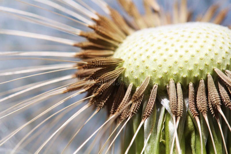Seedless stock image. Image of flower, outdoor, stem - 32343933