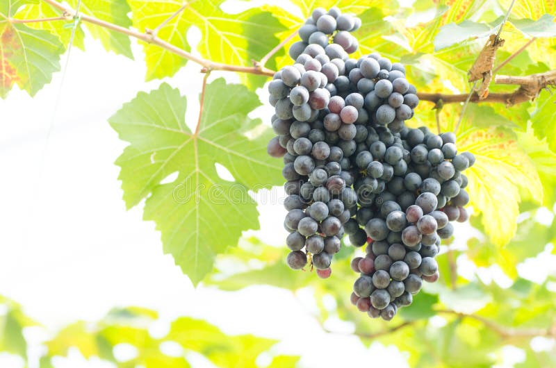 Seedless grape stock photo. Image of fresh, tree, fruit - 47962374