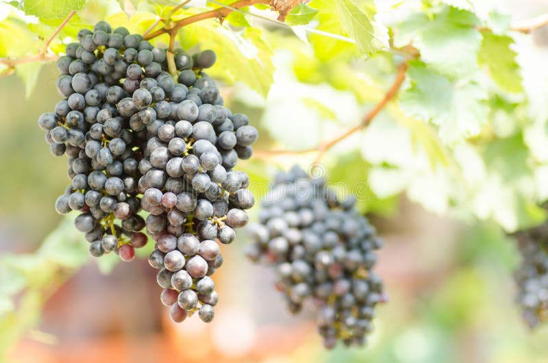 Seedless grape stock photo. Image of daylight, tree, plant - 48031400