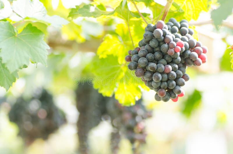 Seedless grape stock photo. Image of daylight, hanging - 48031484
