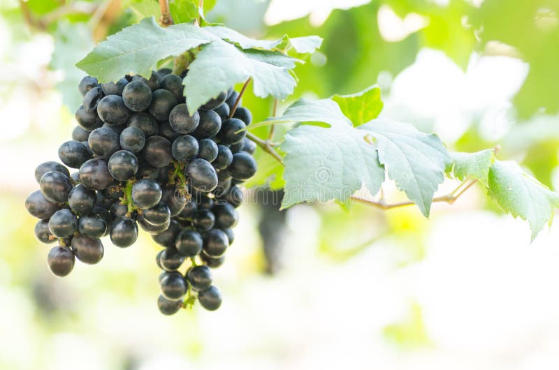 Seedless grape stock image. Image of vine, hanging, tree - 48031633