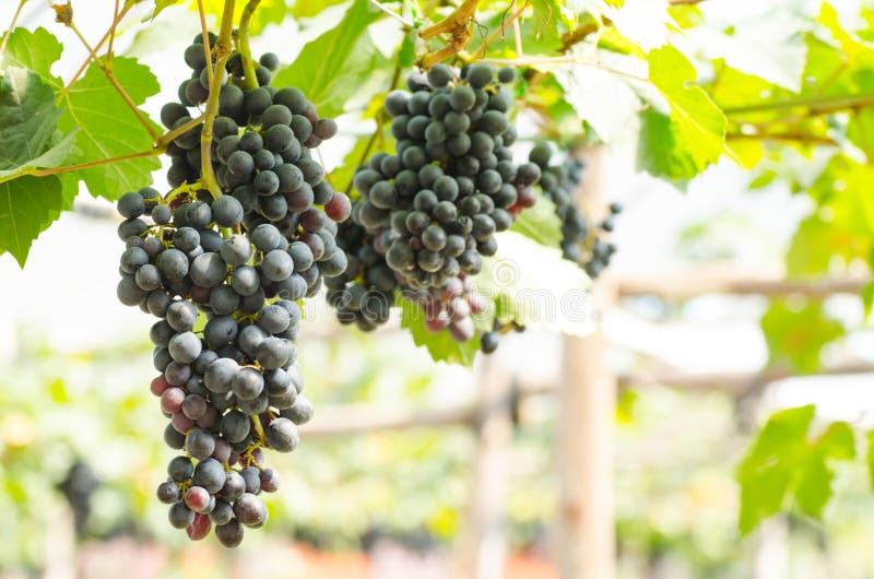 Seedless grape stock image. Image of plant, daylight - 48137485