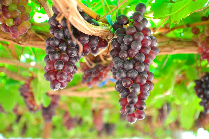 Seedless grapes stock photo. Image of natural, healthy - 26062814