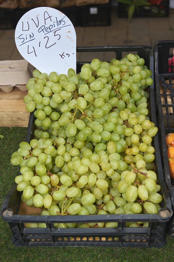 Seedless Green Grape Bunch on Display. Stock Photo - Image of sunlight ...
