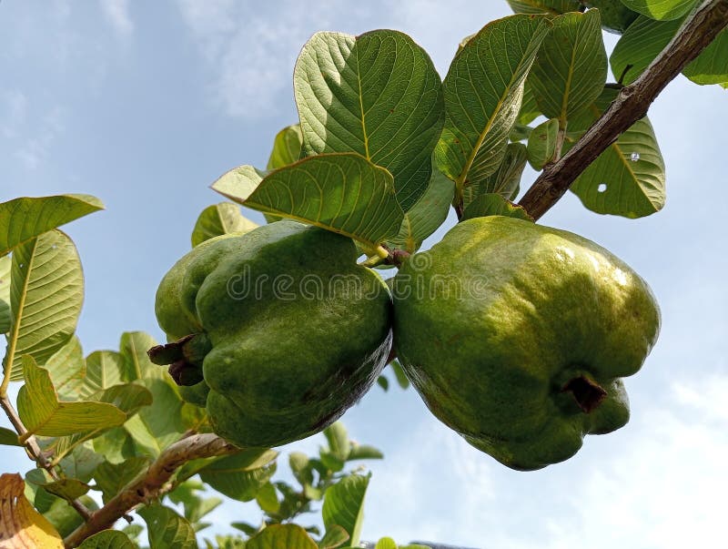 The Seedless Tropical Guava Fruits Stock Photo - Image of asia ...