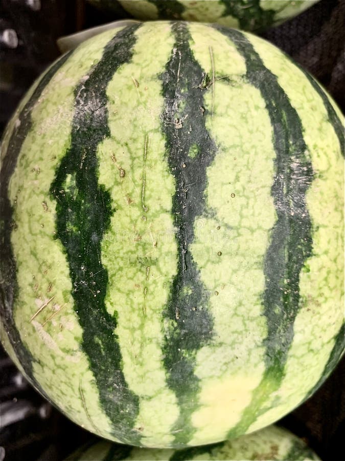 Seedless Watermelon Green Ripe Stock Image - Image of petite, striped ...