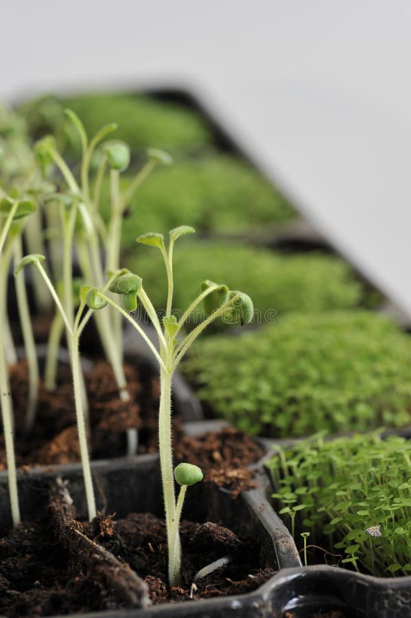 Seedling stock image. Image of nature, seedling, plants - 13909931