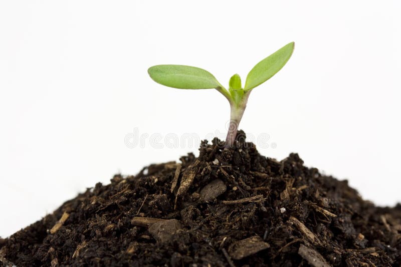 Seedling stock photo. Image of life, plant, stem, earth - 14034508