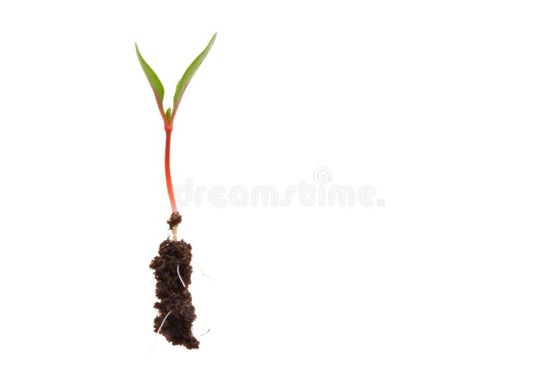 Single Seedling Growing Out from Rocks Stock Photo - Image of flora ...