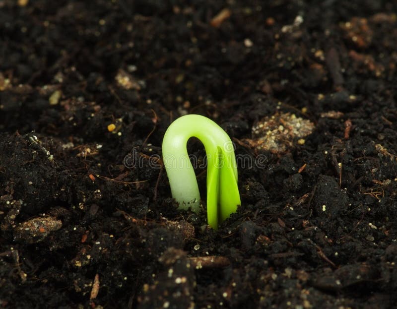 Spring seedling stock image. Image of grow, earth, germinating - 4531307