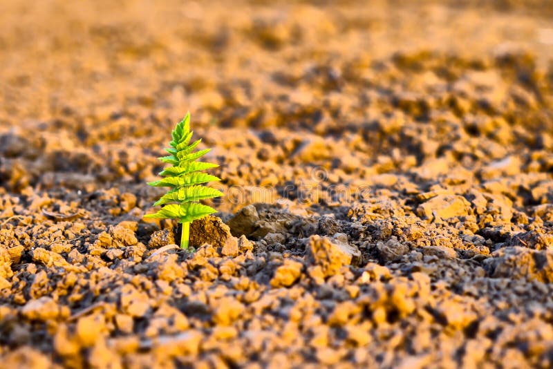 Sprout through asphalt stock image. Image of life, force - 11837375