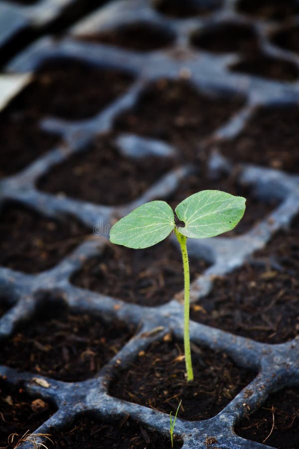 Seedling stock image. Image of young, plant, farm, vegetable - 22945087